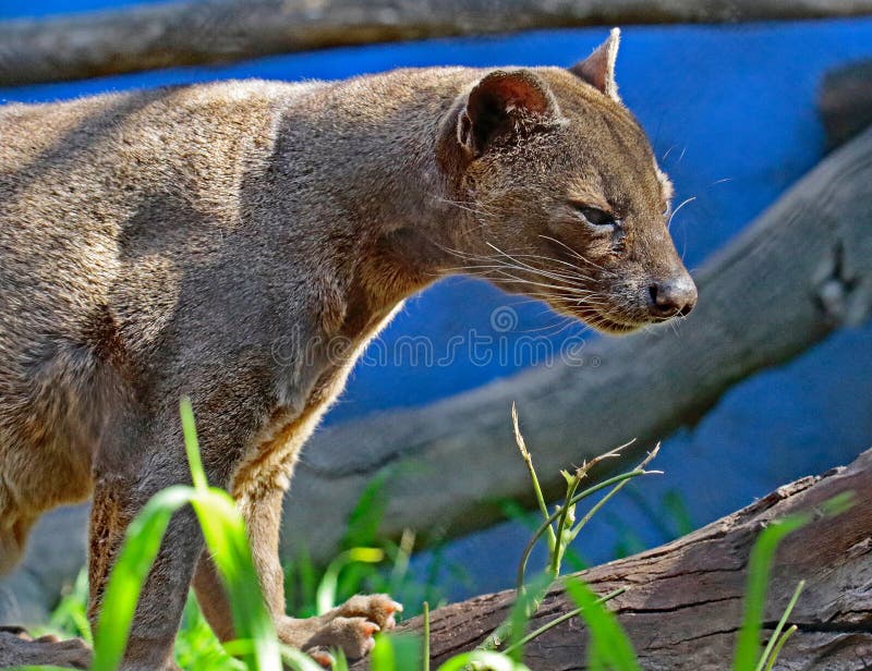 Sleeping Fossa Stock Photos - Free & Royalty-Free Stock Photos from ... Sleeping Fossa Stock Photos - Free & Royalty-Free Stock Photos from ...