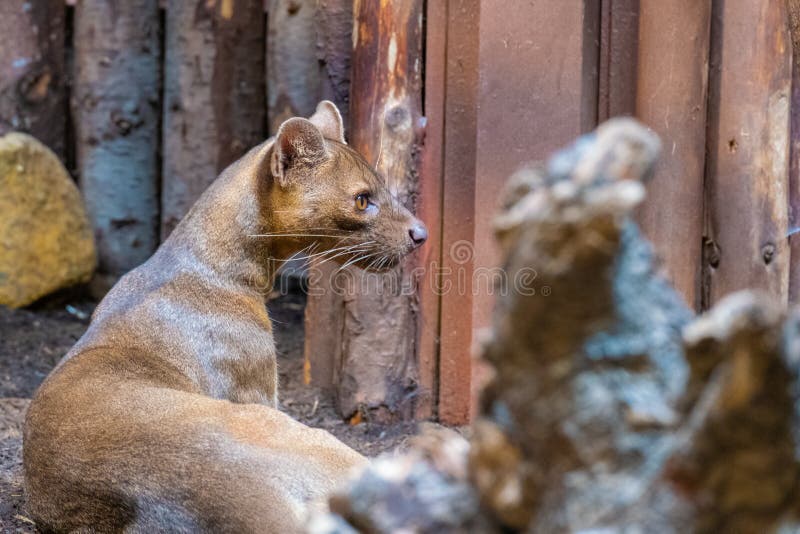 The Fossa of Madagascar Close-up in Zoo Stock Photo - Image of brown ... The Fossa of Madagascar Close-up in Zoo Stock Photo - Image of brown ...