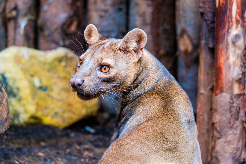 The Fossa of Madagascar Close-up in Zoo Stock Photo - Image of fauna ...