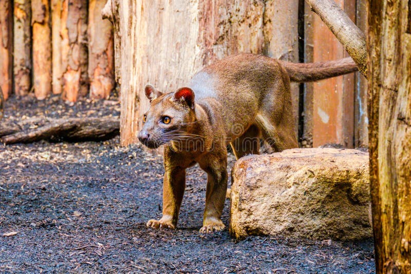 The Fossa of Madagascar Close-up in Zoo Stock Photo - Image of fearful ...