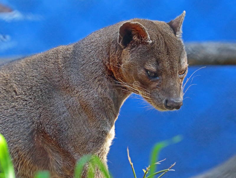 Fossa Claws Stock Photos - Free & Royalty-Free Stock Photos from Dreamstime