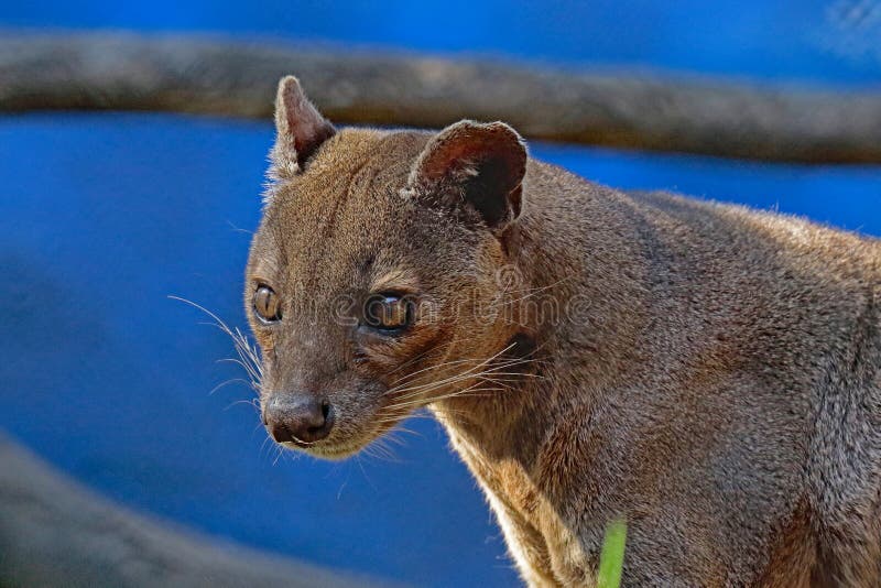 Fossa Claws Stock Photos - Free & Royalty-Free Stock Photos from Dreamstime
