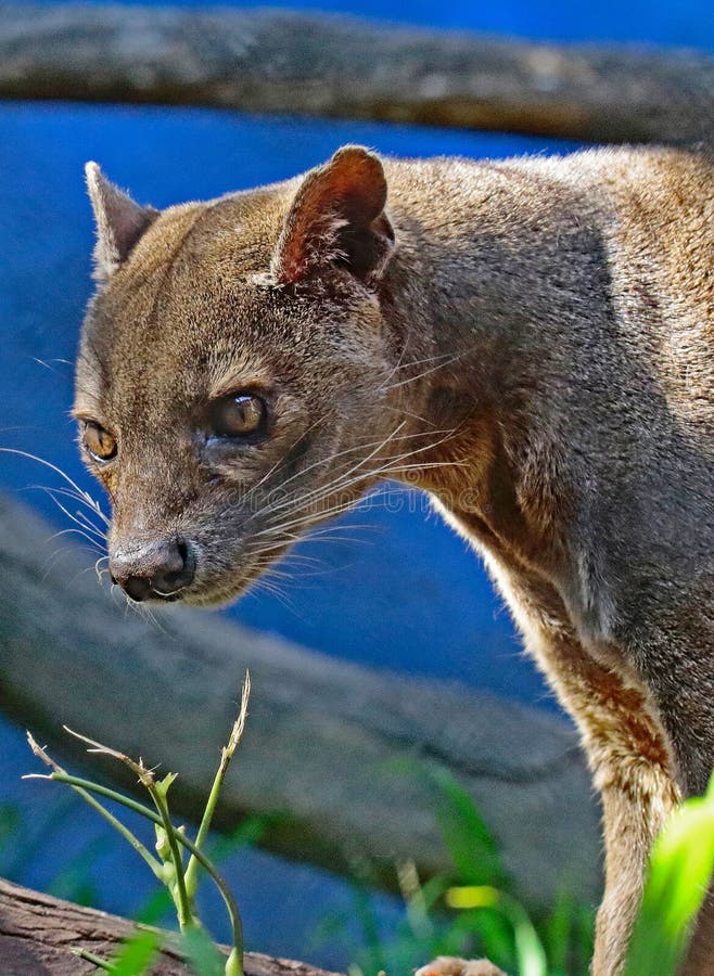 Fossa Claws Stock Photos - Free & Royalty-Free Stock Photos from Dreamstime