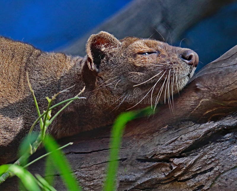Fossa stock photo. Image of protractile, predator, cream - 89483652