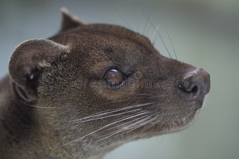 Fossa portrait stock photo. Image of exotic, tawny, mammal - 175731774