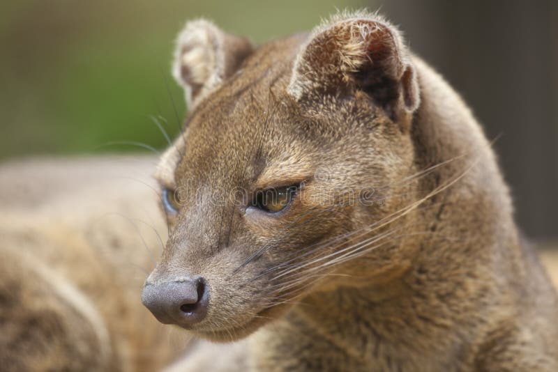 Fossa stock photo. Image of organism, carnivorous, fossa - 45064380