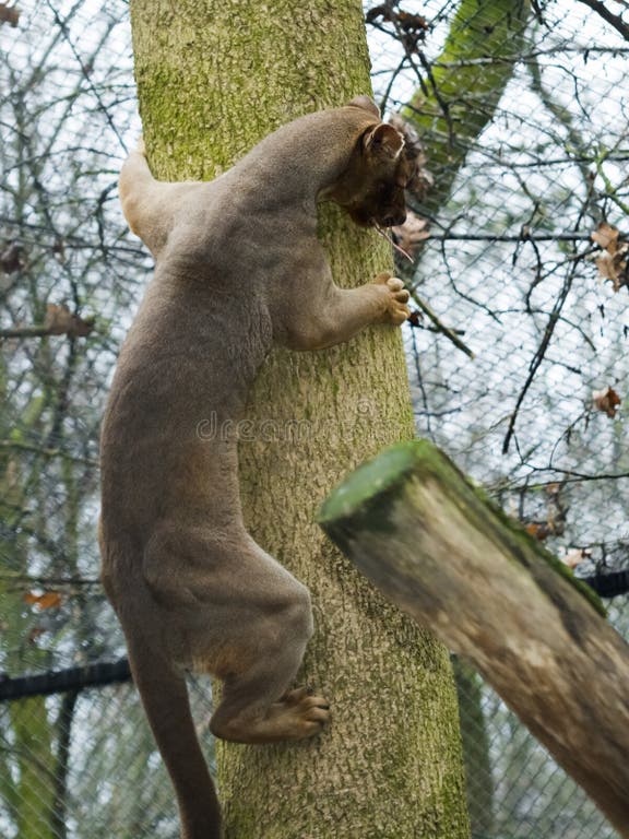 Fossa on tree stock photo. Image of madagascar, carnivore - 69237534
