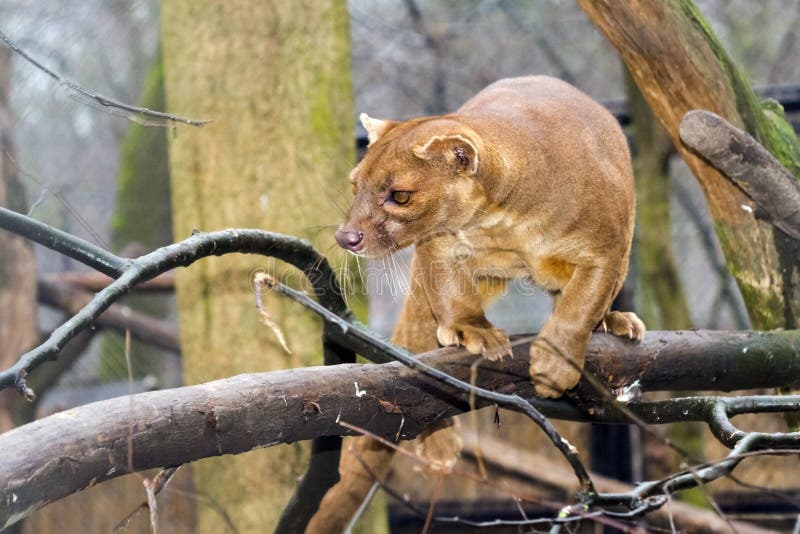 Fossa on tree stock photo. Image of mammal, madagascar - 69237646 Fossa on tree stock photo. Image of mammal, madagascar - 69237646