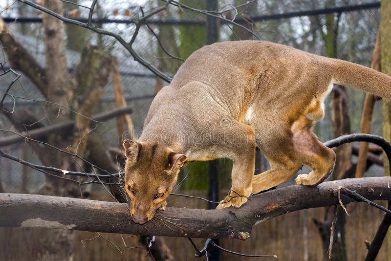 Fossa on tree stock photo. Image of animal, ferox, climbing - 69237616 Fossa on tree stock photo. Image of animal, ferox, climbing - 69237616
