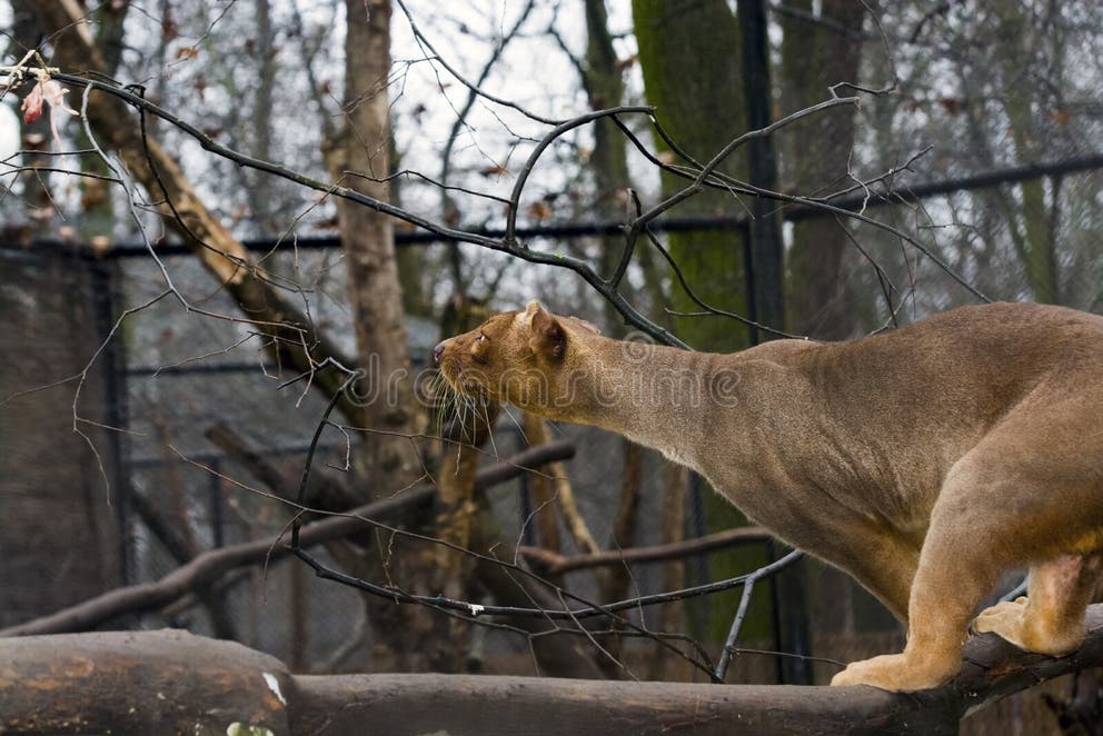 Fossa on tree stock image. Image of carnivore, madagascar - 69237651