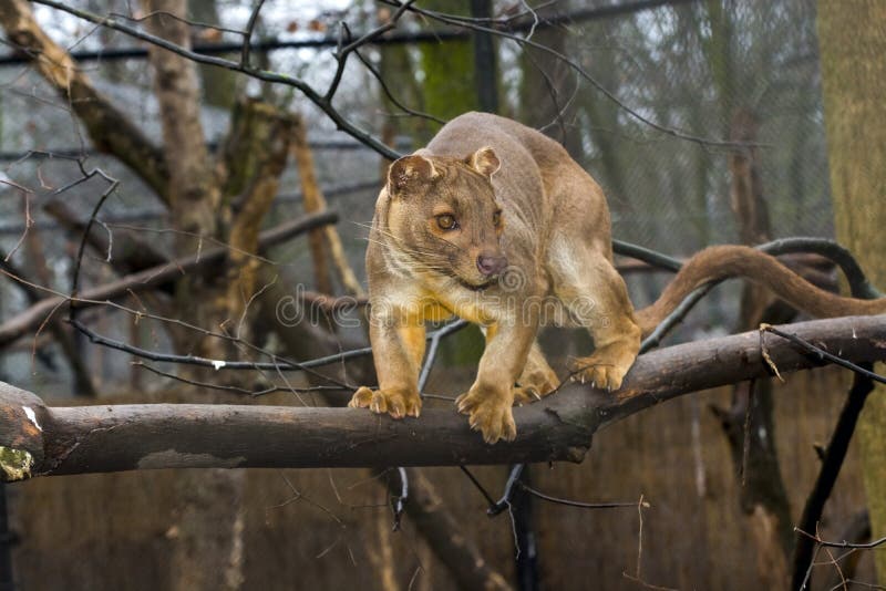 1,815 Fossa Stock Photos - Free & Royalty-Free Stock Photos from Dreamstime