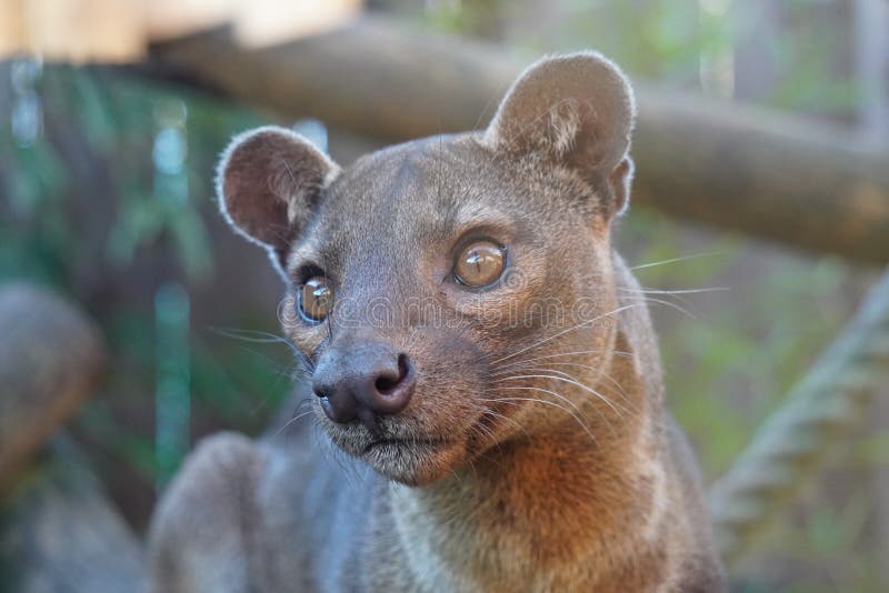 Fossa Looking Out at the World Stock Image - Image of face, carnivora ...
