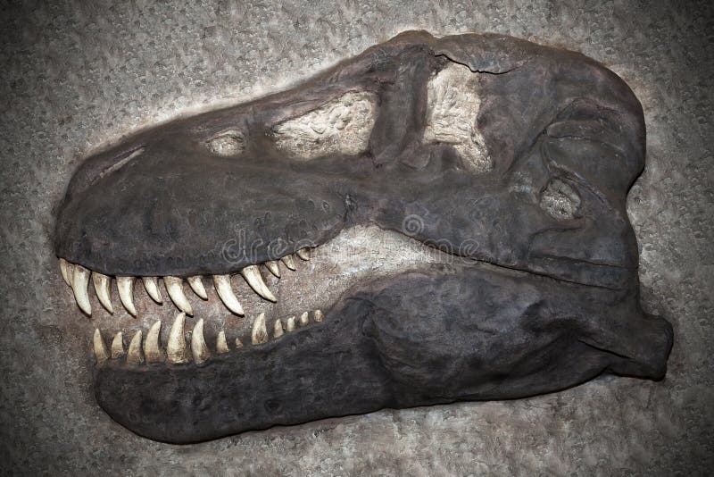 Fossil stock photo. Image of biology, extinction, creation - 23831340