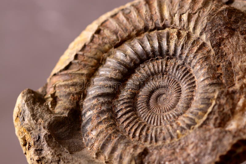 Fossiel stock afbeelding. Image of fossiel, steen, spiraal - 20900271