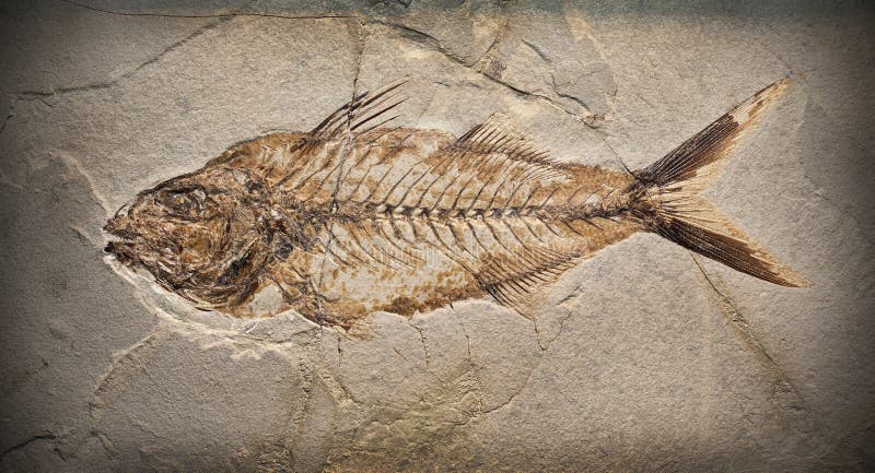 Fossiel stock afbeelding. Image of uitsterven, onderzoek - 22632589
