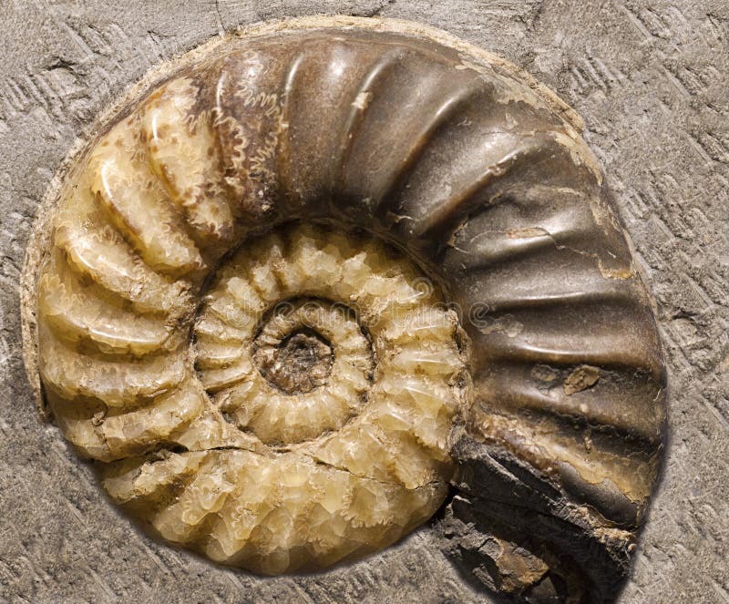 De Fossielen Van De Ammoniet Stock Foto - Image of nave, schelp: 1503172