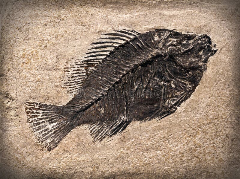 Fossiel stock foto. Afbeelding bestaande uit uitgestorven - 23831336