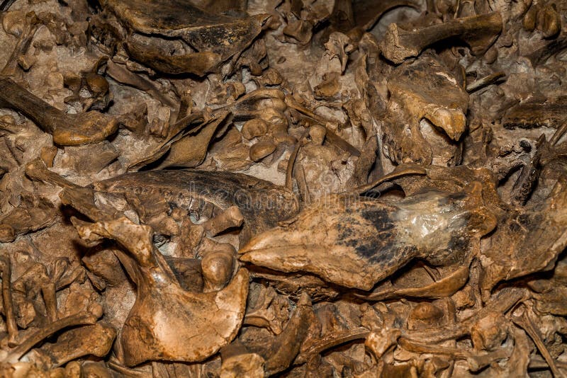 Fossiel stock foto. Image of fossiel, vervalst, museum - 27474354
