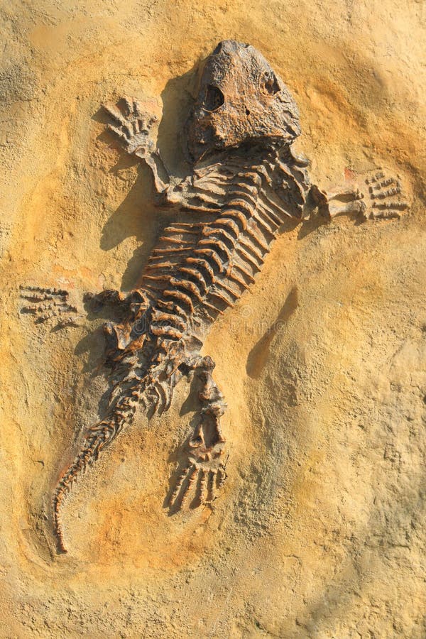 Fossiel stock foto. Image of been, nave, geologie, voorhistorisch ...