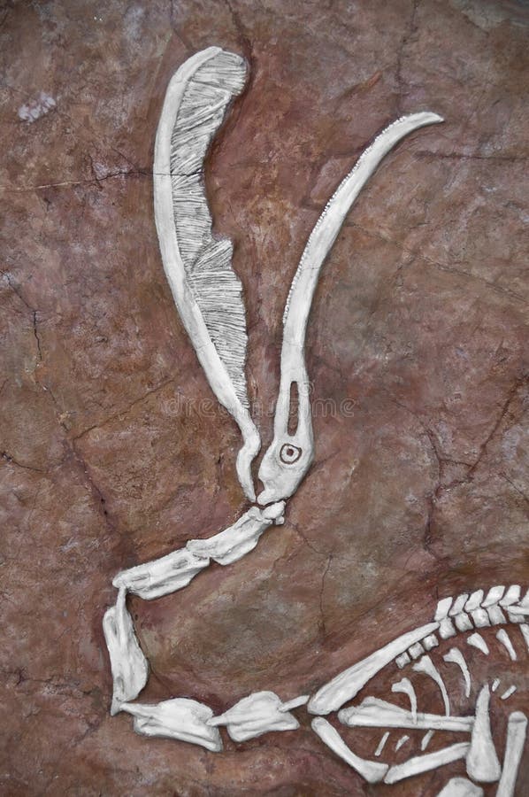 De Fossielen Van De Dinosaurus Stock Afbeelding - Image of wetenschap ...