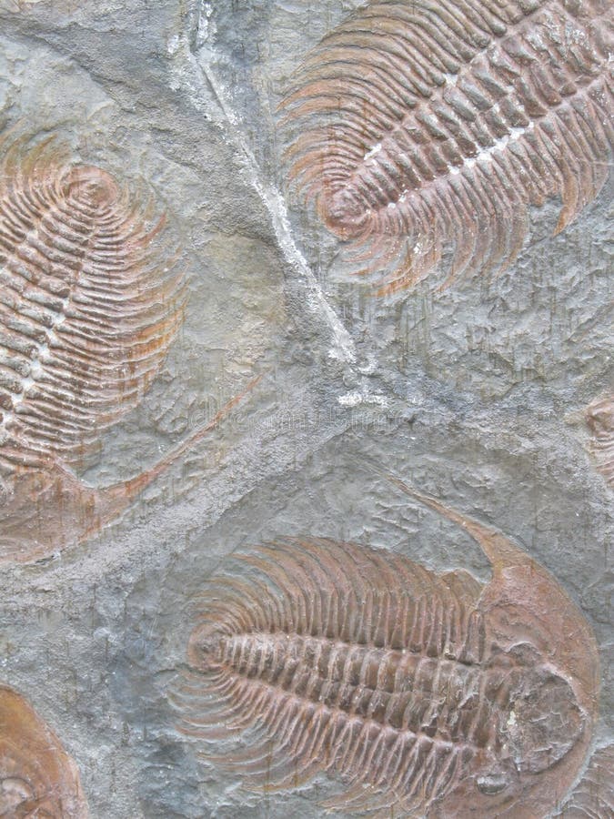 De Fossielen Van De Dinosaurus Stock Afbeelding - Image of aziatisch ...