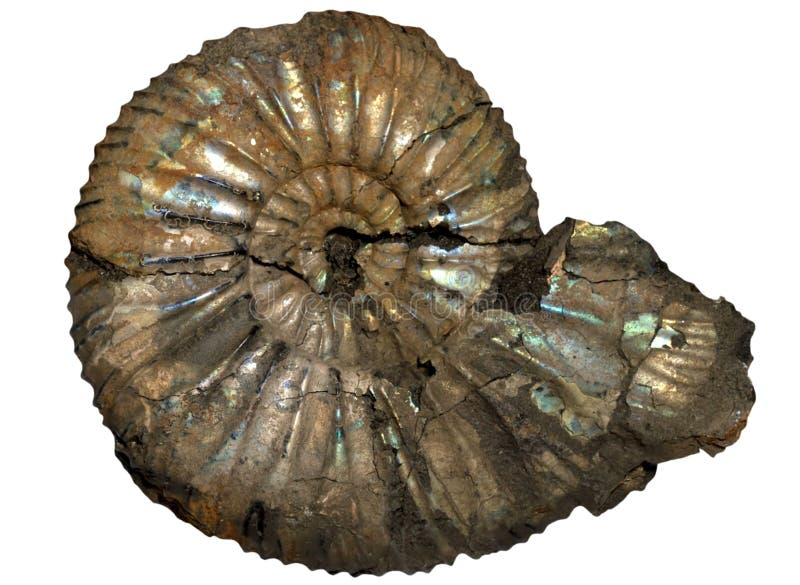 Ammonietfossiel stock afbeelding. Image of paleontologie - 13079601
