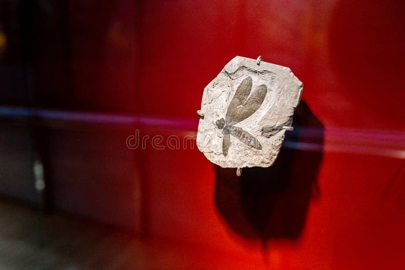 Fossiel Van Oud Prehistorisch Insect Redactionele Stock Afbeelding ...