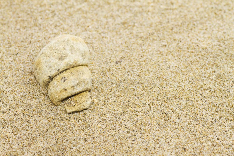 Fossiel weekdier stock afbeelding. Image of weekdier - 31315481