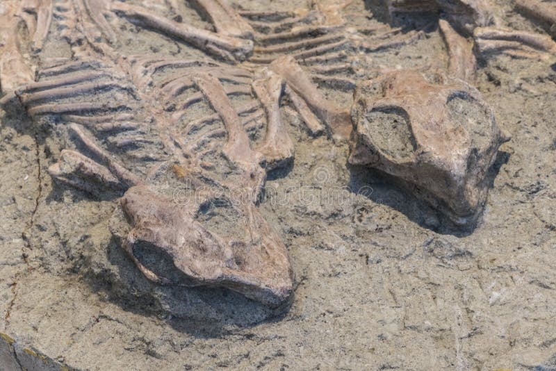 Fossielen redactionele afbeelding. Image of biologie - 67623695
