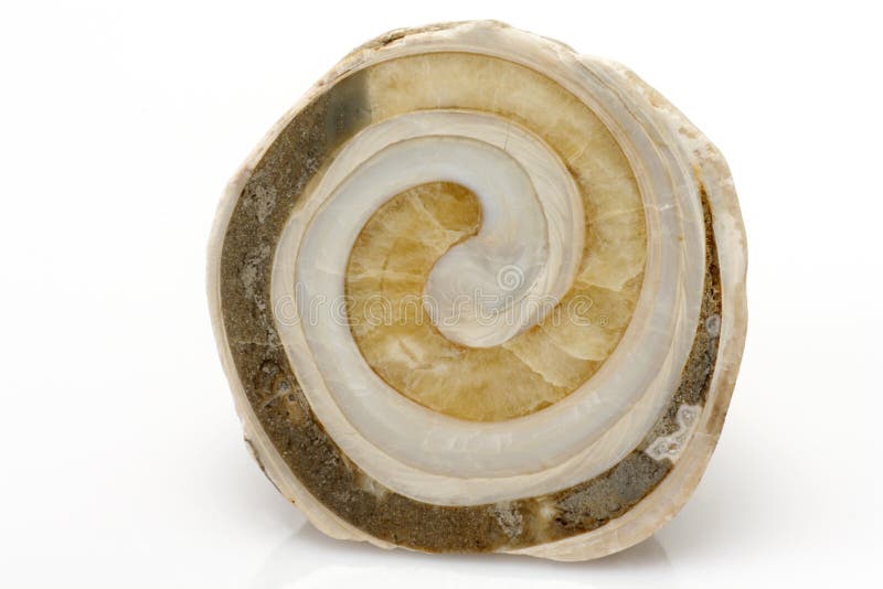 Fossil shell stock photo. Image of shell, animal, geology - 43969372