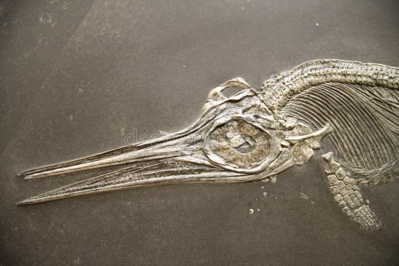 Fossilized Shells stock photo. Image of paleontology, chamber - 5934382