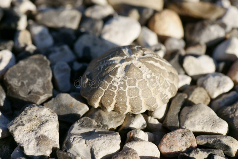 Fossil stock image. Image of invertebrates, extinct, closeup - 18668511