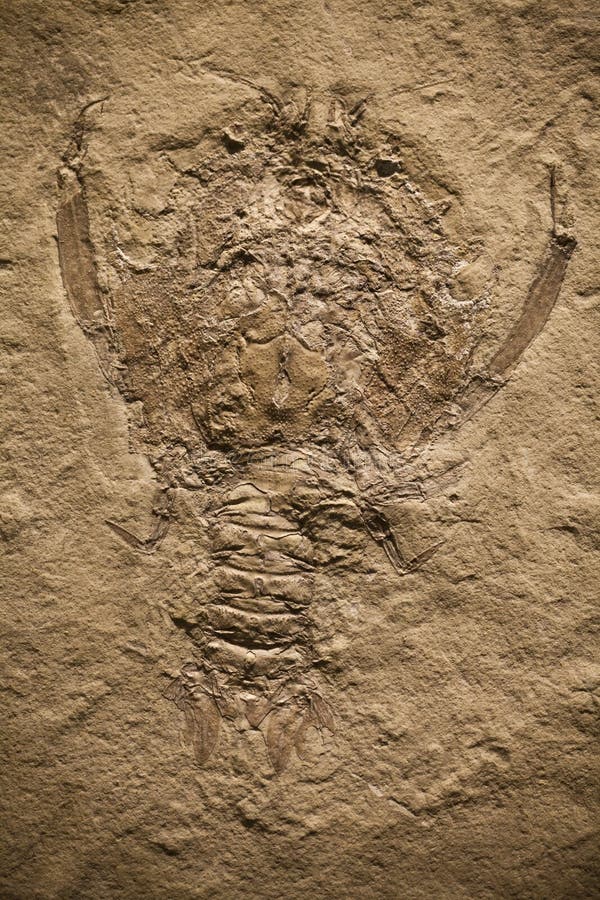 Fossil stock photo. Image of evolve, deposit, evolution - 23831336