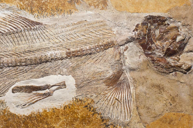 Fossil stock photo. Image of biology, extinction, creation - 23831340