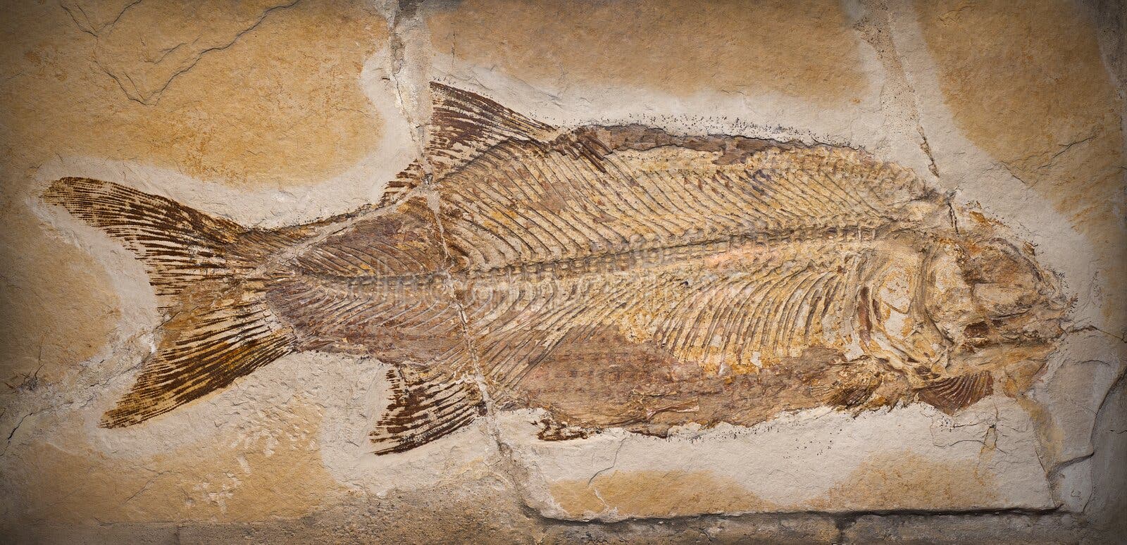 Fossil stock image. Image of fossil, ancient, evolution - 23610705
