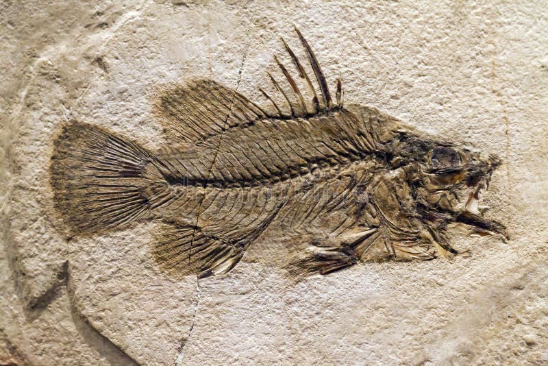 Fossil of a Ray-finned Fish Promecosomina Stock Photo - Image of ...