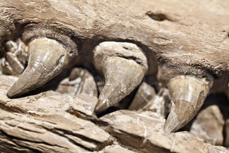 Fossil Teeth and Jaw Bone of Dinosaur Isolated. Stock Image - Image of ...