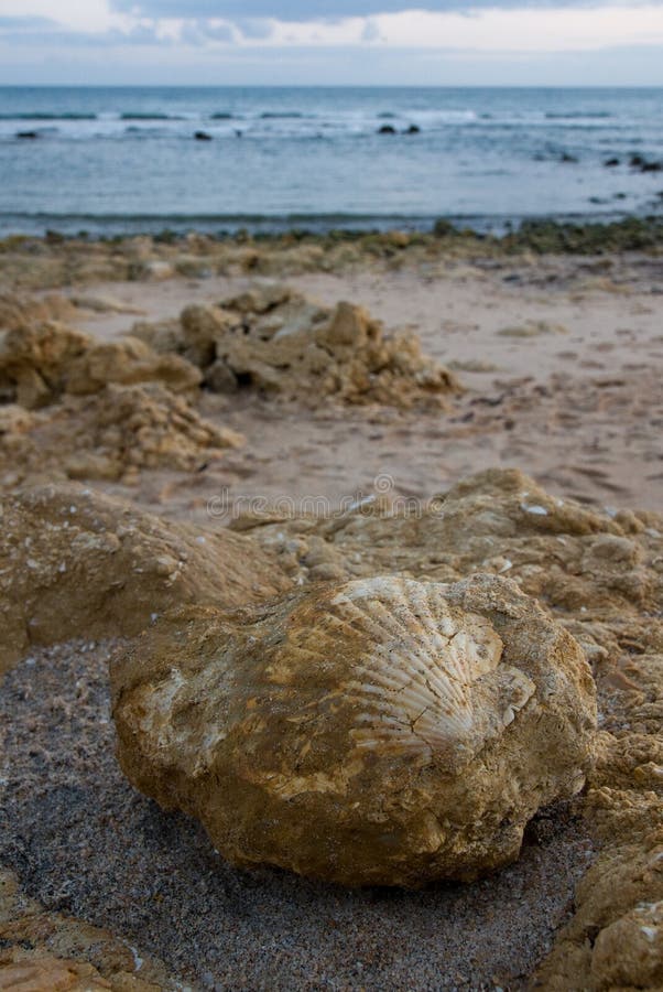Ancient shellfish fossil stock image. Image of shellfish - 26746845