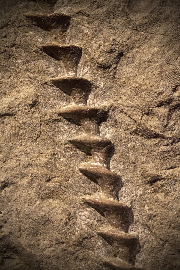 Fossil stock photo. Image of biology, extinction, creation - 23831340