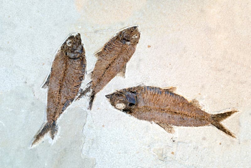 Big Fish Fossil Stuck in the Rock for Millions of Years Stock Image ...