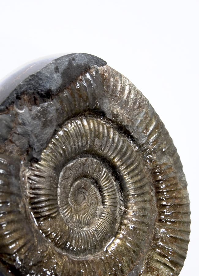 Fossil stock image. Image of stone, timeless, fossil, shape - 481739