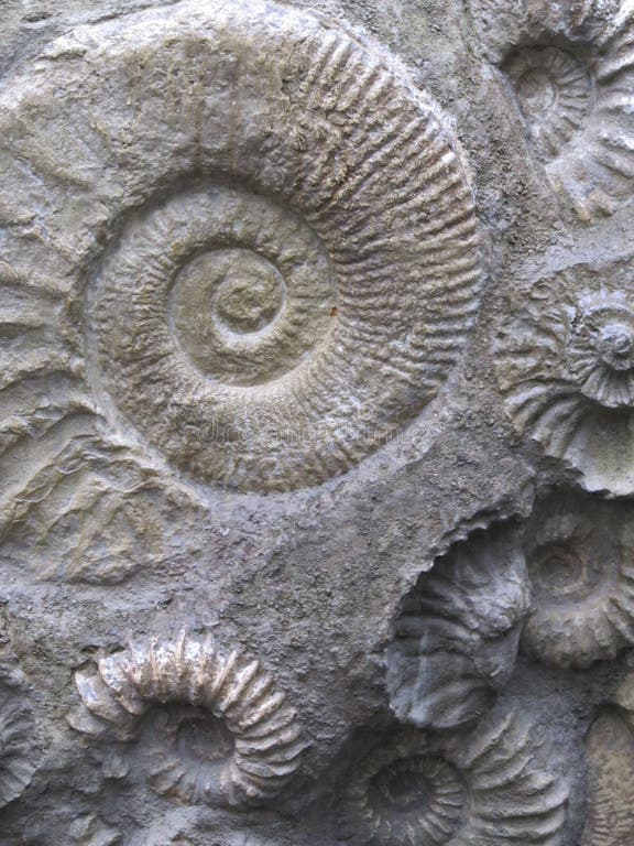 2,247 Beautiful Fossils Stock Photos - Free & Royalty-Free Stock Photos ...