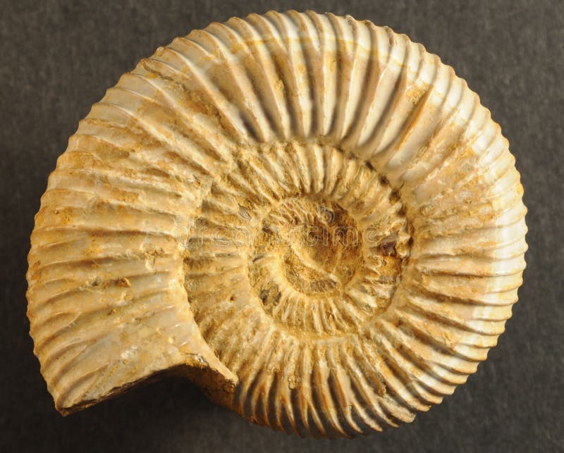 Fossil ammonite stock photo. Image of stone, extinct - 16463494