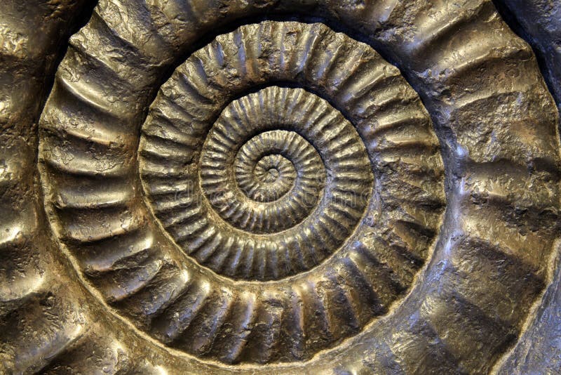 Fossil Ammonite Close-up stock photo. Image of animal - 13161640