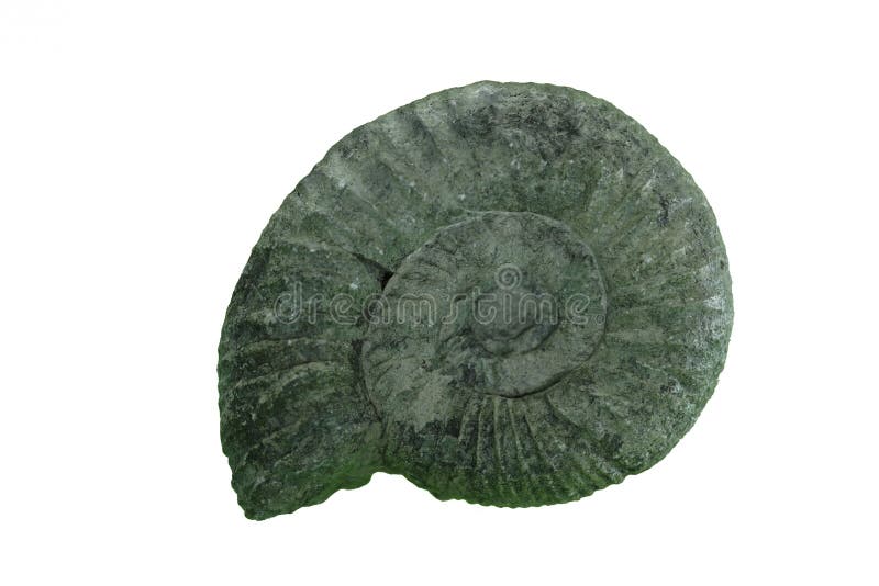 Fossil Ammonite Fossil Isolated on White Background with Clipping Stock ...
