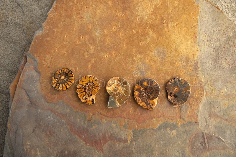 Fossil Ammonite Nautilus stock photo. Image of crystal - 168475052