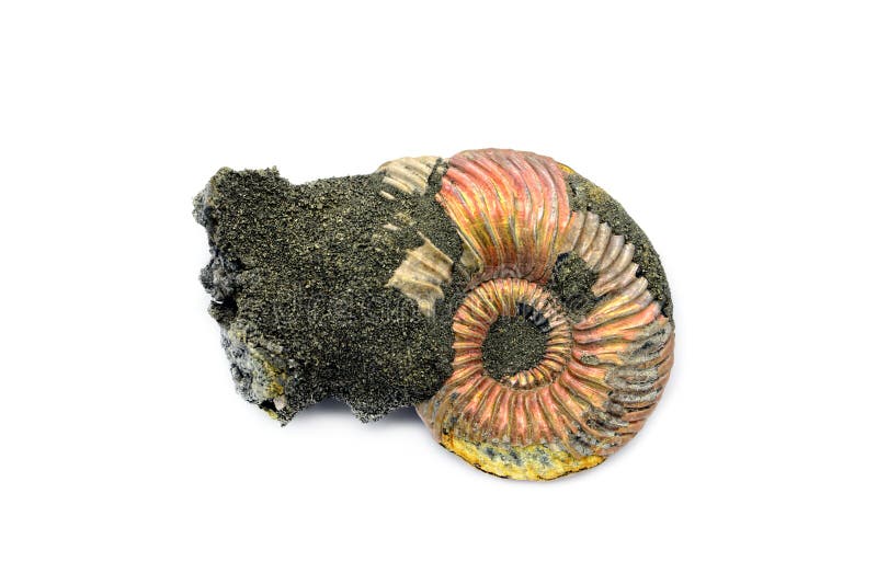 Fossil of Ammonite. Nautilus Snail on White Isolated Background Stock ...
