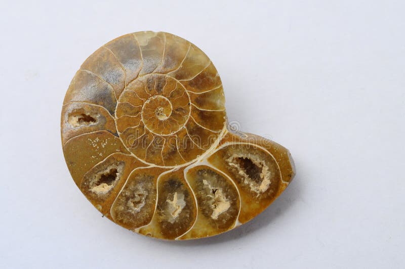 Fossil ammonite or snail stock photo. Image of detail - 40750470
