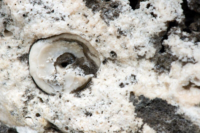 Fossil Ammonites and Shells in a Natural Limestone Slab Stock Image ...
