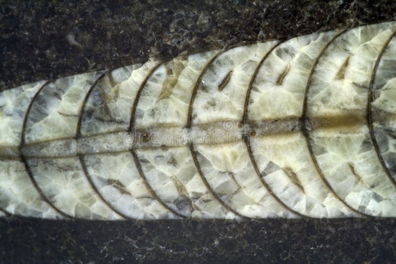 Fossil Of Ancient Cephalopod Picture. Image: 2089552